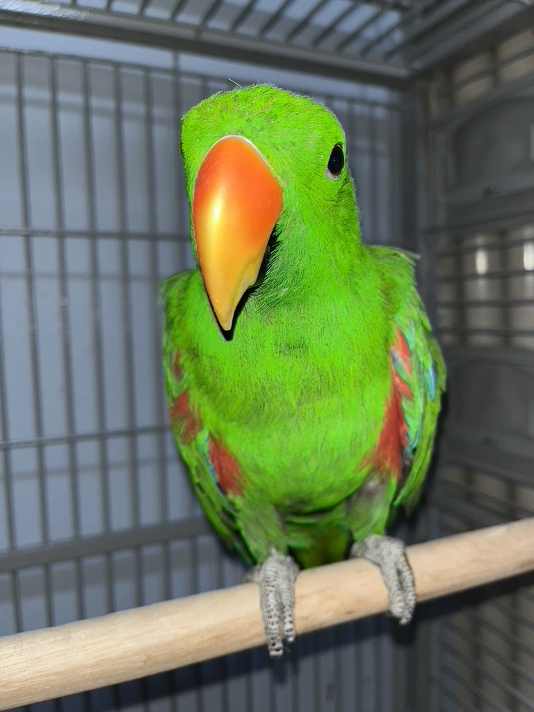 Phoenix Feathers - Our Flock - Eclectus Parrots